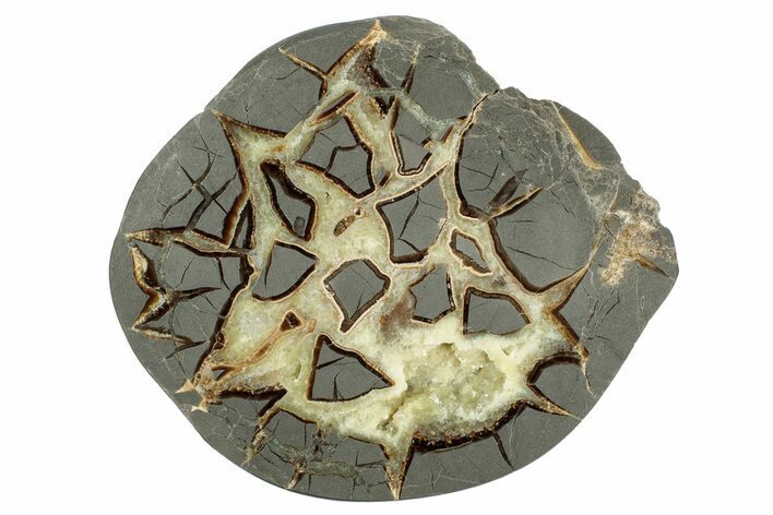 5.2" Polished Septarian Nodule Half - Utah (#242001) For Sale ...