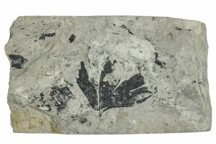 3" Jurassic Fossil Leaf (Ginkgo) Plate - England (#242157) For Sale ...