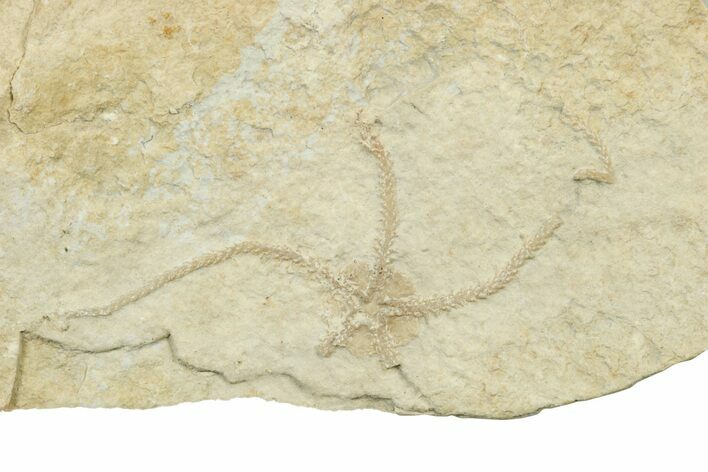 1" Jurassic Brittle Star Fossil - Solnhofen (#242241) For Sale ...