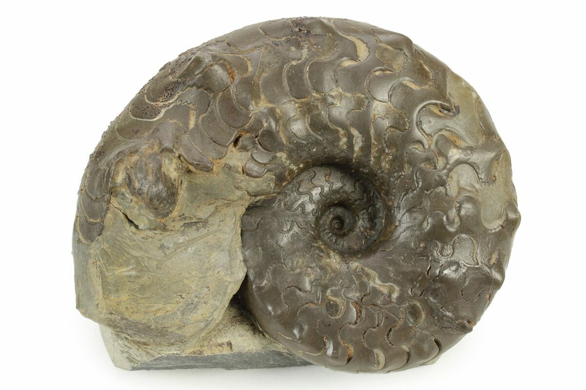 3.65" Triassic Ammonite (Ceratites) Fossil - Germany (#242201) For Sale ...