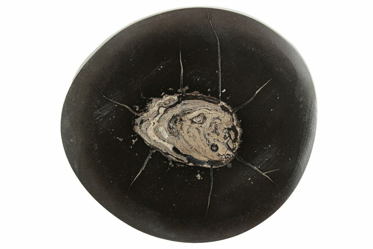 2.55" Polished Fish Coprolite (Fossil Poo) Nodule Half - Scotland ...