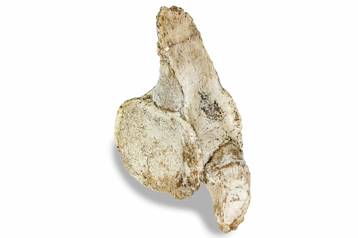 3.5" Fossil Plesiosaur (Thililua?) Vertebra - Asfla, Morocco (#240942 ...