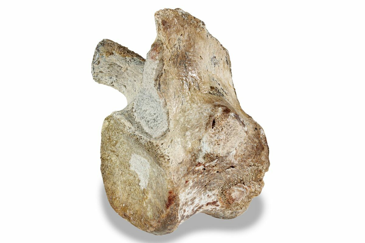 3.5" Fossil Plesiosaur (Thililua?) Vertebra - Asfla, Morocco (#240943 ...