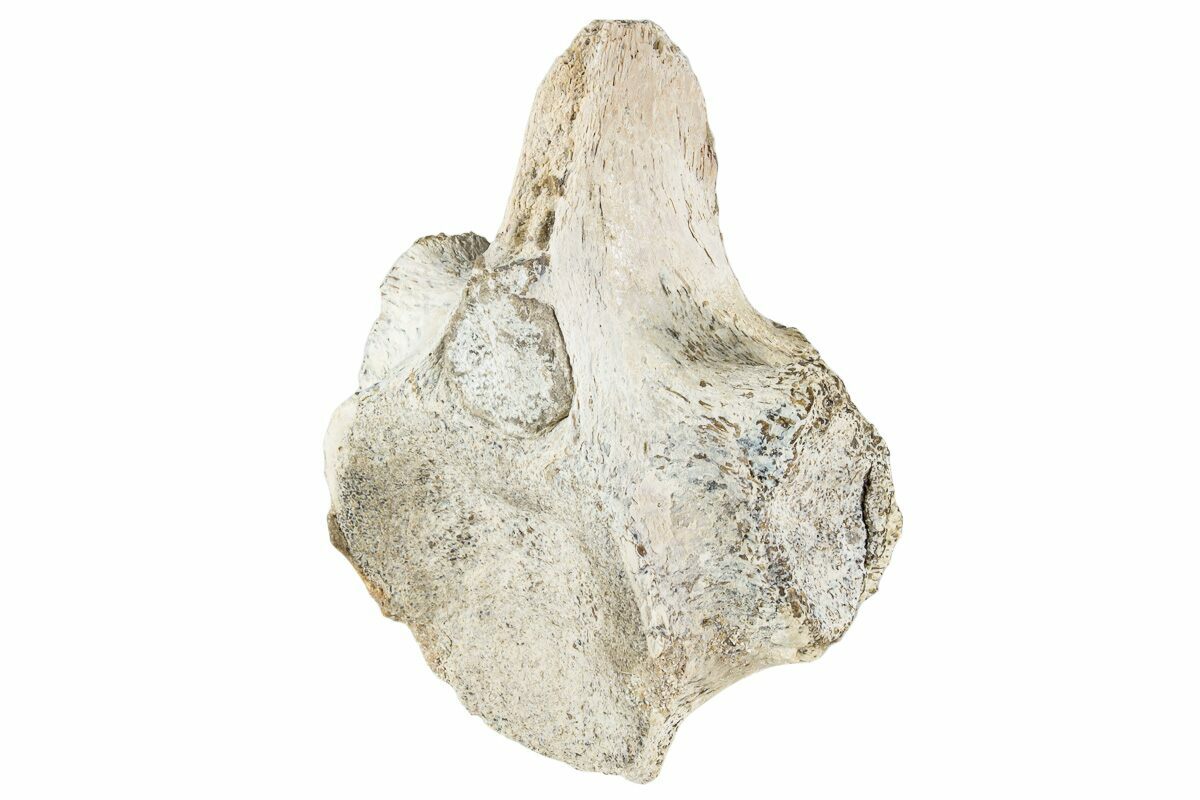 3.1" Fossil Plesiosaur (Thililua?) Vertebra - Asfla, Morocco (#240935 ...