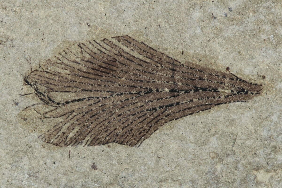 .65" Detailed Fossil Leaf - Green River Formation, Utah (#242716) For ...