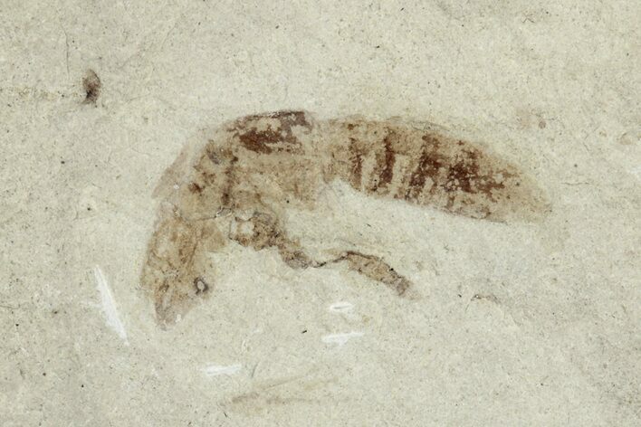 Detailed Fossil Robber Fly and Willow Leaf - Green River Formation ...