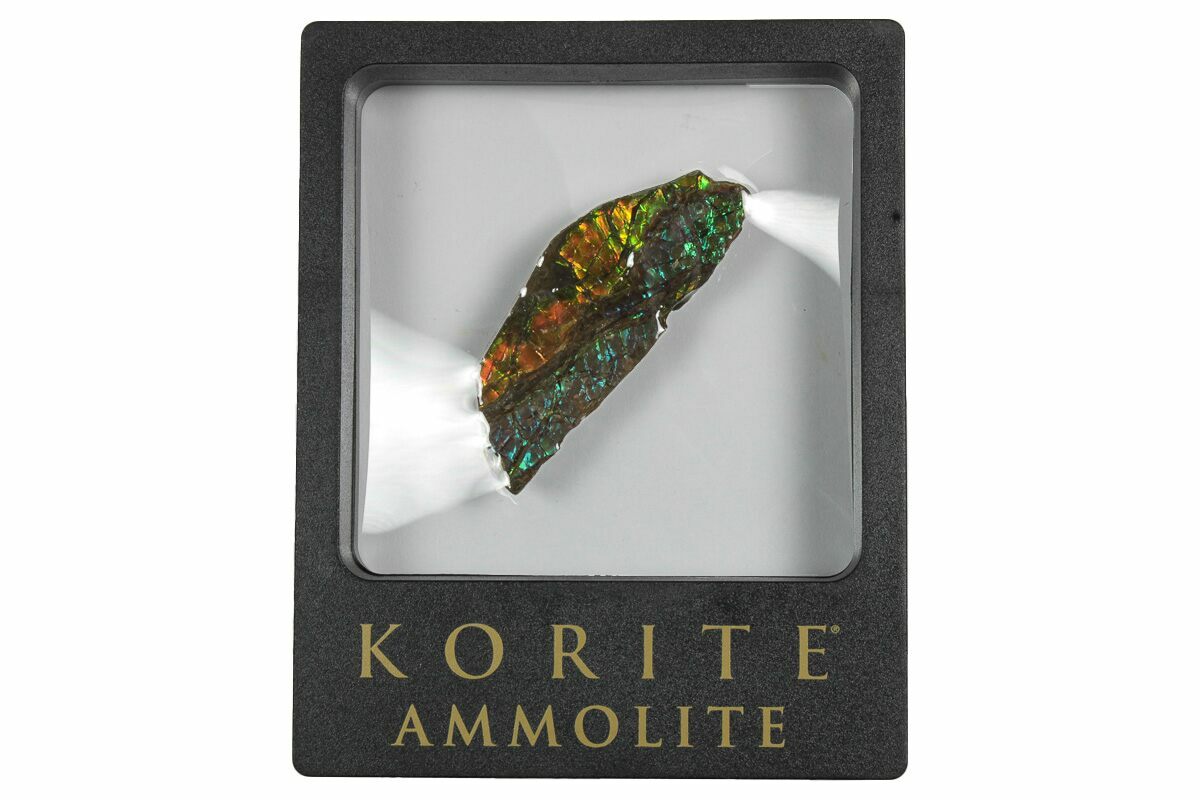 2.25" Iridescent Ammolite (Fossil Ammonite Shell) - Alberta (#242950 ...