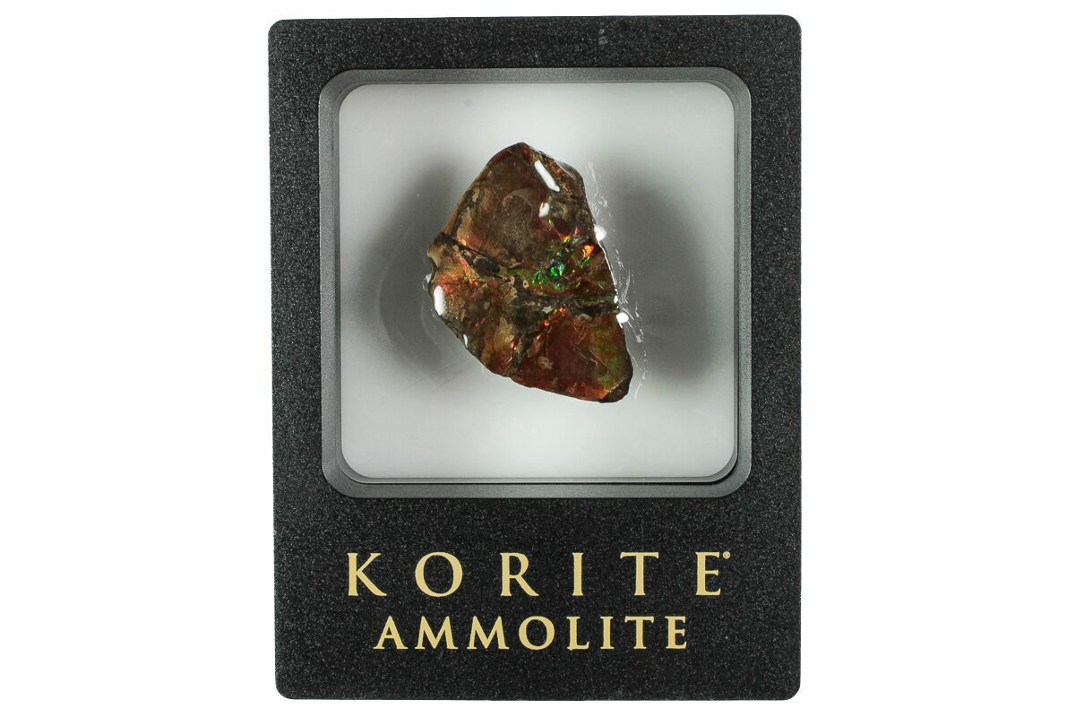 1.45" Iridescent Ammolite (Fossil Ammonite Shell) - Alberta (#242969 ...