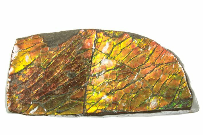 1.8" Iridescent Ammolite (Fossil Ammonite Shell) - Alberta (#242978 ...
