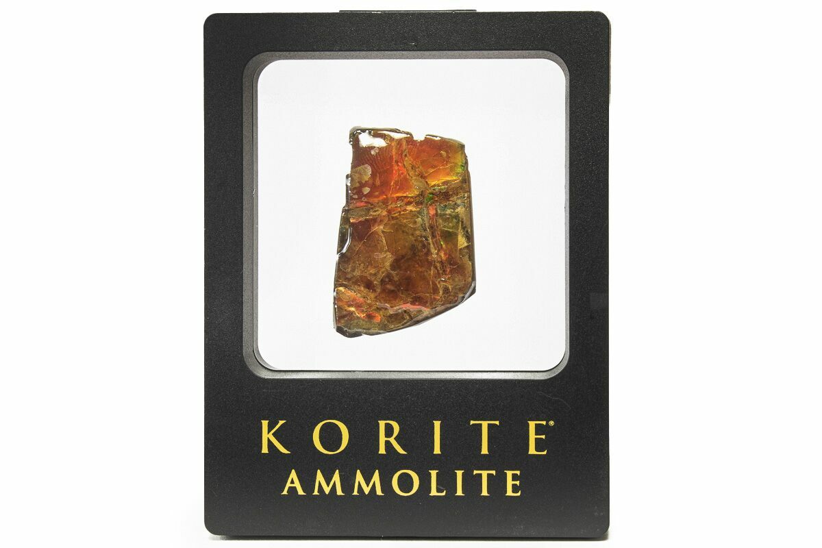 1.4" Iridescent Ammolite (Fossil Ammonite Shell) - Alberta (#242983 ...