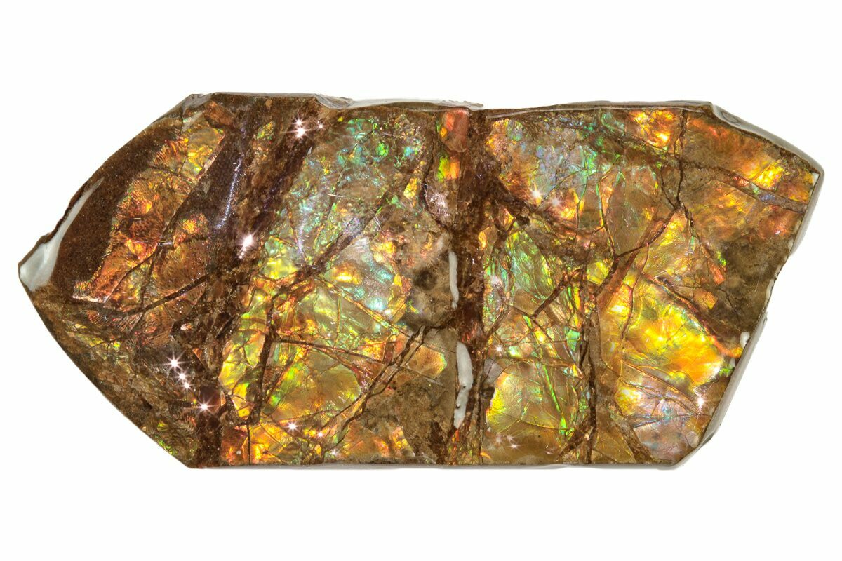2.1" Iridescent Ammolite (Fossil Ammonite Shell) - Rainbow Colored ...
