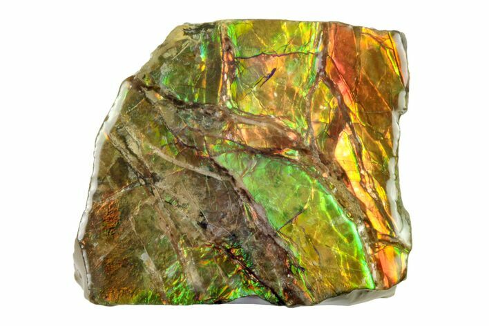 .9" Iridescent Ammolite (Fossil Ammonite Shell) - Alberta (#243021) For ...