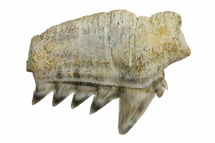 1.11" Fossil Cow Shark (Hexanchus) Tooth - Bakersfield, CA (#243178 ...