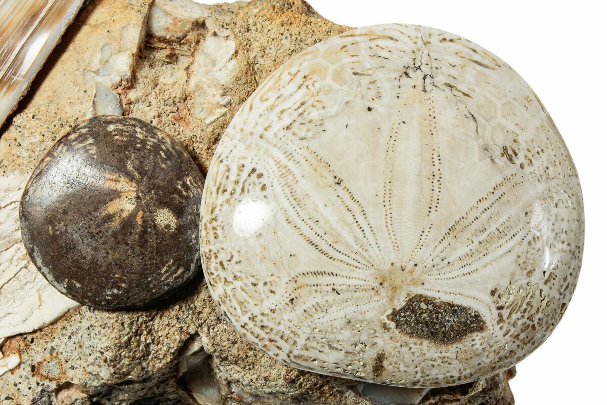 3.9" Cluster Of Polished Fossil Sand Dollars & Clams - California ...