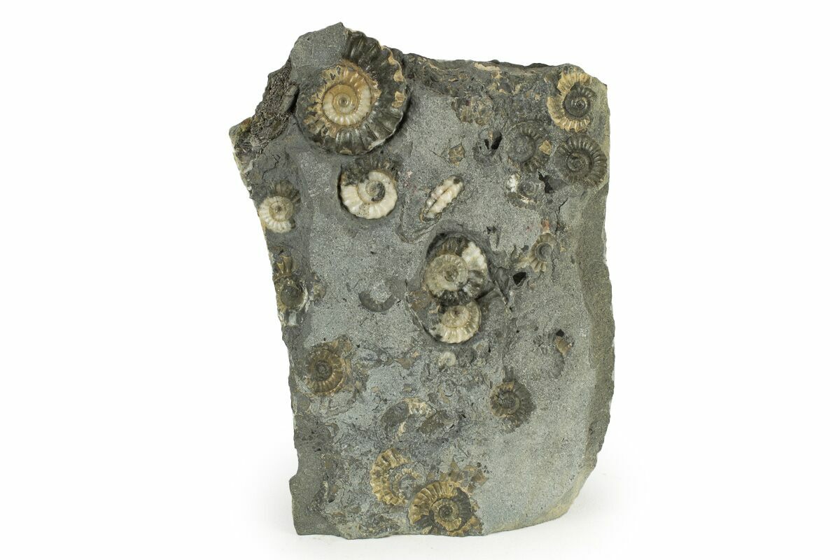 Fossil Ammonites (Promicroceras) on Limestone - Lyme Regis (#243467 ...
