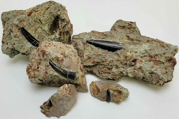 Lot: Assorted Teeth From The Dekkar Formation, Morocco (#243613) For ...