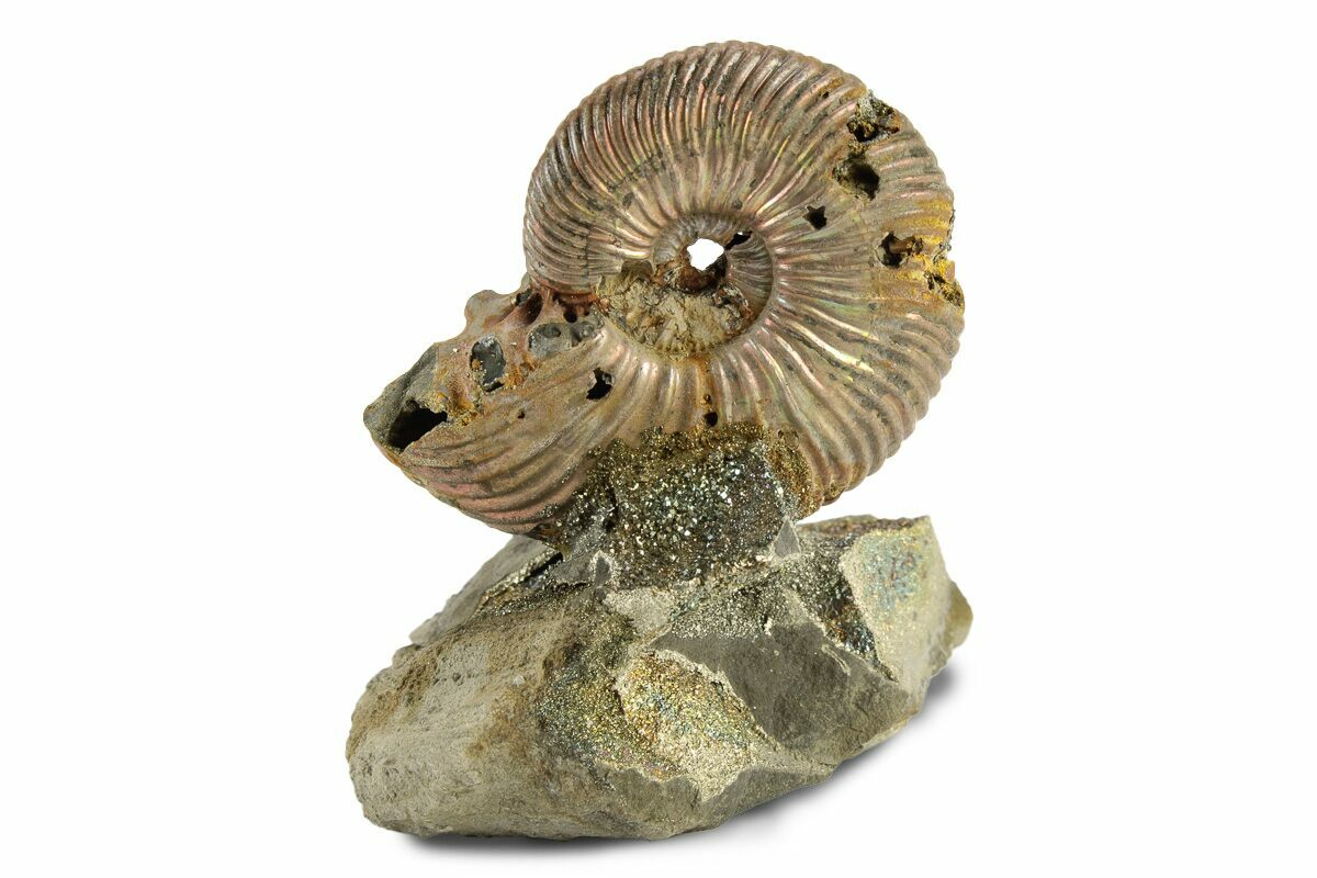 2.6" Iridescent, Pyritized Ammonite (Quenstedticeras) Fossil Display ...
