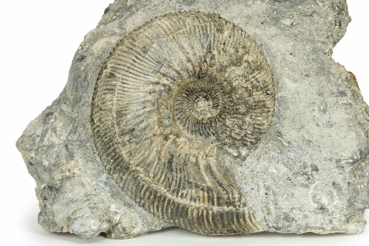 2.1" Jurassic Ammonite (Sigaloceras) Fossil - Gloucestershire, England ...