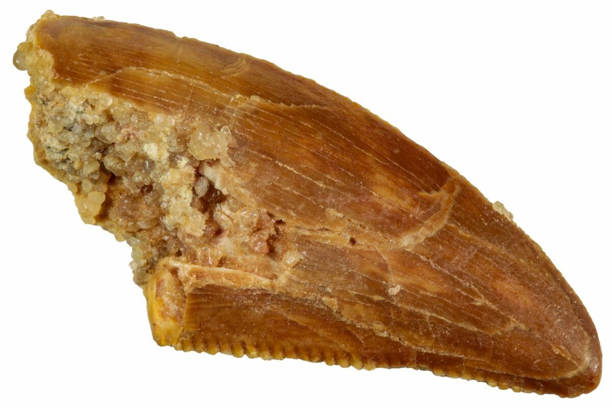 Serrated, .76" Raptor Tooth - Real Dinosaur Tooth (#243700) For Sale ...