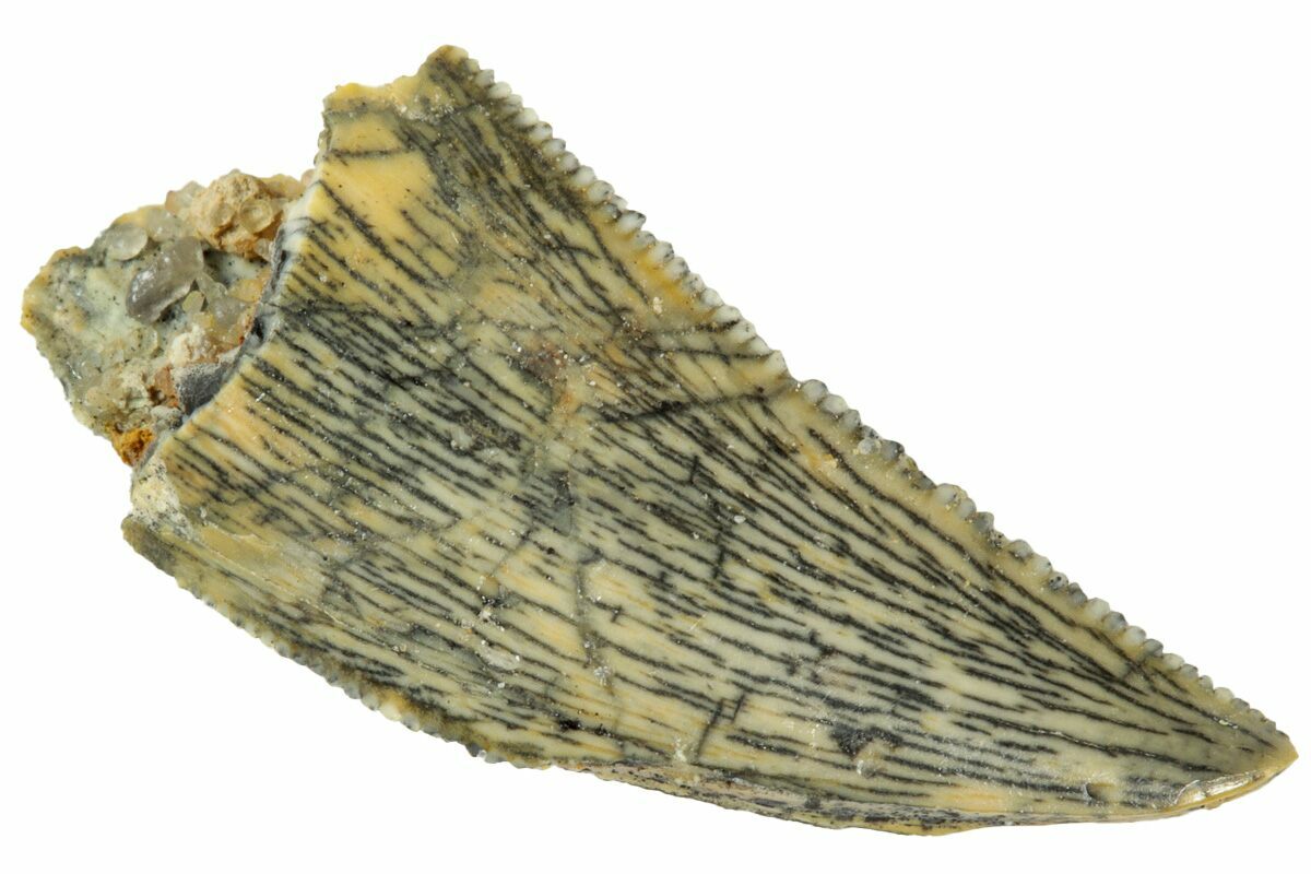 Serrated, .81" Raptor Tooth - Real Dinosaur Tooth (#243727) For Sale ...