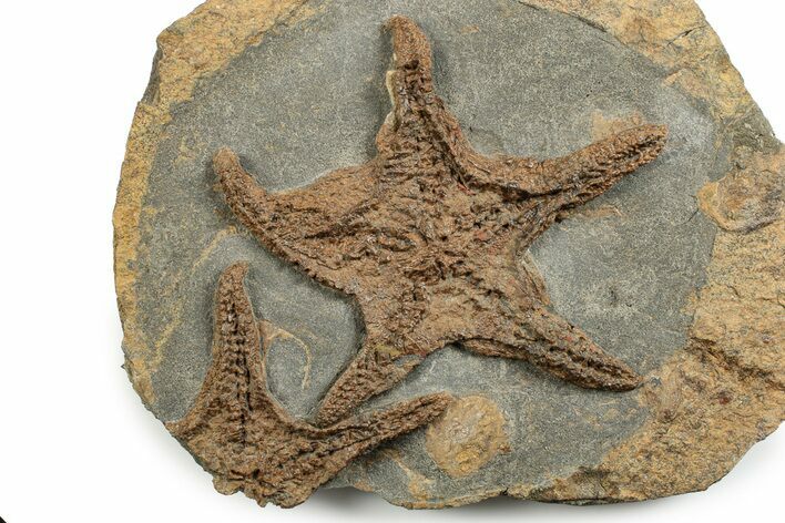 4.6" Exceptionally Preserved Fossil Starfish - Morocco (#244130) For ...