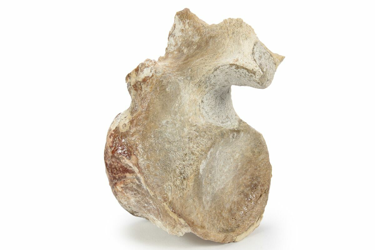 3.8" Fossil Plesiosaur (Thililua?) Vertebra - Asfla, Morocco (#240954 ...