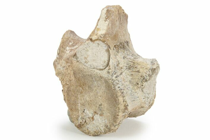 2.85" Fossil Plesiosaur (Thililua?) Vertebra - Asfla, Morocco (#240960 ...