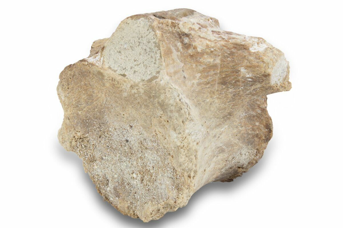 2.4" Fossil Plesiosaur (Thililua?) Vertebra - Asfla, Morocco (#240968 ...