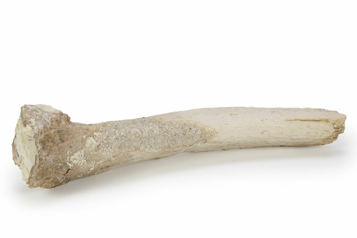 4.7" Fossil Plesiosaur Rib Section - Asfla, Morocco (#240978) For Sale ...