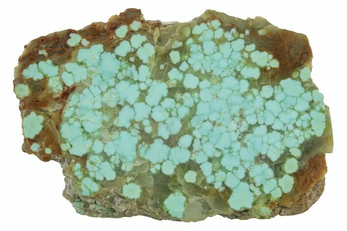 2.3" Polished Turquoise Slab - Number 8 Mine, Carlin, NV (#244460) For ...
