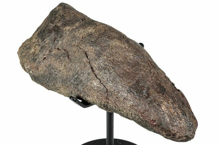 4.8" Fossil Ankylosaurid Dinosaur Scute - Montana (#244655) For Sale ...