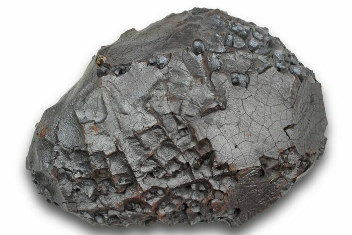 3.1" Dragon Scale Stone (Iron, Manganese, Siderite Nodule) (#244968 ...