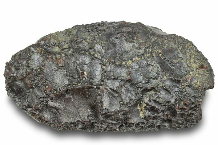 3.6" Dragon Scale Stone (Iron, Manganese, Siderite Nodule) (#244970 ...