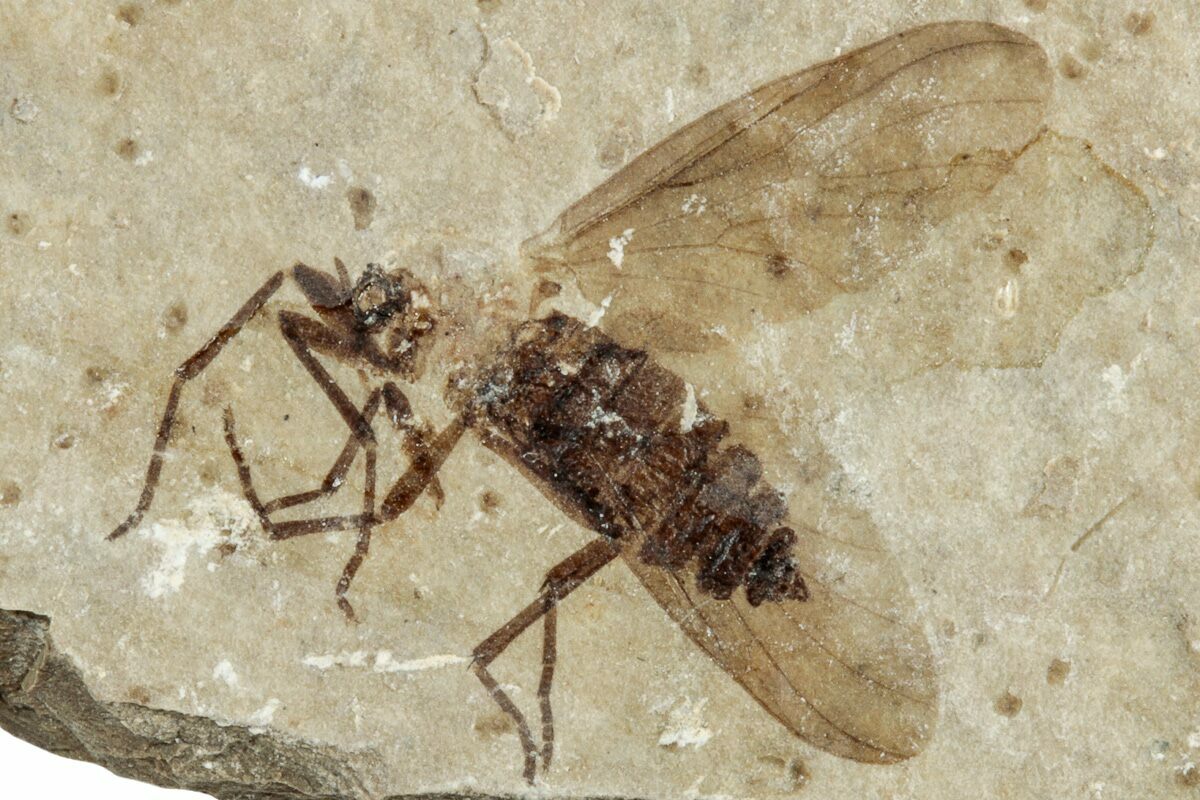 .58" Detailed Fossil March Fly (Plecia) w/ Legs - Wyoming (#244990) For ...