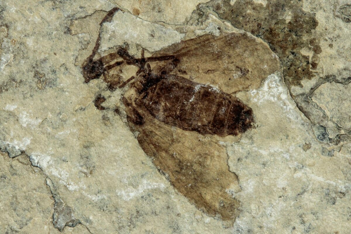 .5" Detailed Fossil March Fly (Plecia) w/ Legs - Wyoming (#244996) For ...
