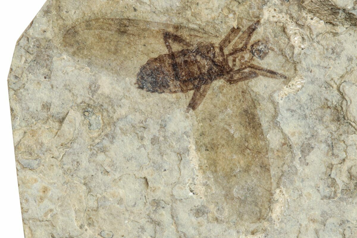 2.5" Detailed Fossil March Fly (Plecia) Plate - Wyoming (#245008) For ...