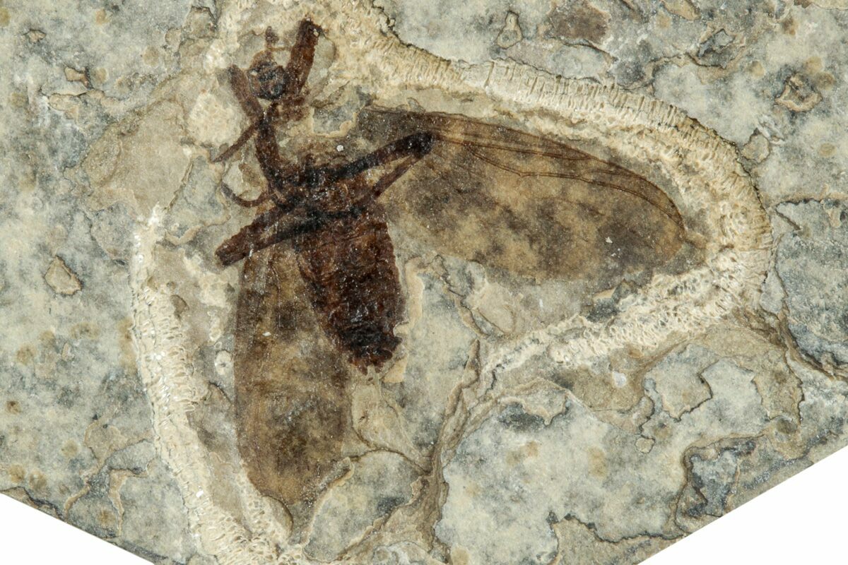 .57" Detailed Fossil March Fly (Plecia) w/ Legs - Wyoming (#245019) For ...