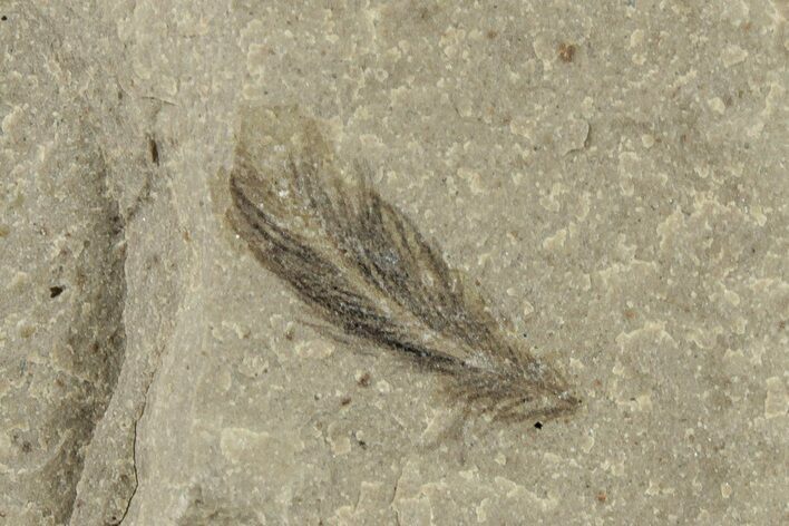 .35" Detailed Fossil Feather - Green River Formation, Utah (#244683 ...