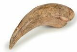 4.3" Fossil Spinosaurus Hand Claw - Kem Kem Beds (#245586) For Sale ...