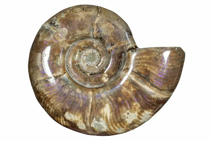 4.6" Polished Ammonite (Argonauticeras) Fossil - Madagascar (#246200 ...