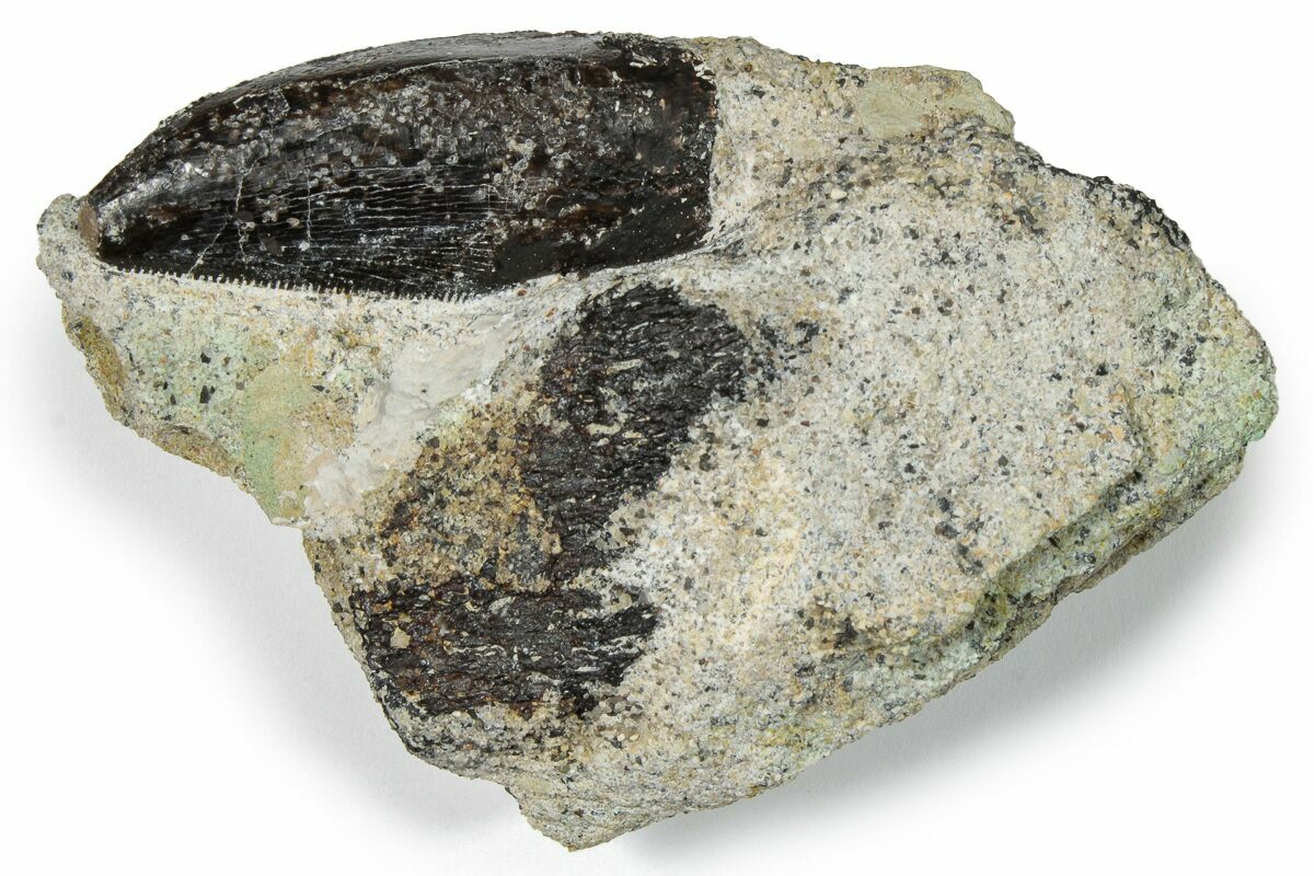 1.35" Allosaurus Tooth In Sandstone - Bone Cabin Quarry, Wyoming ...