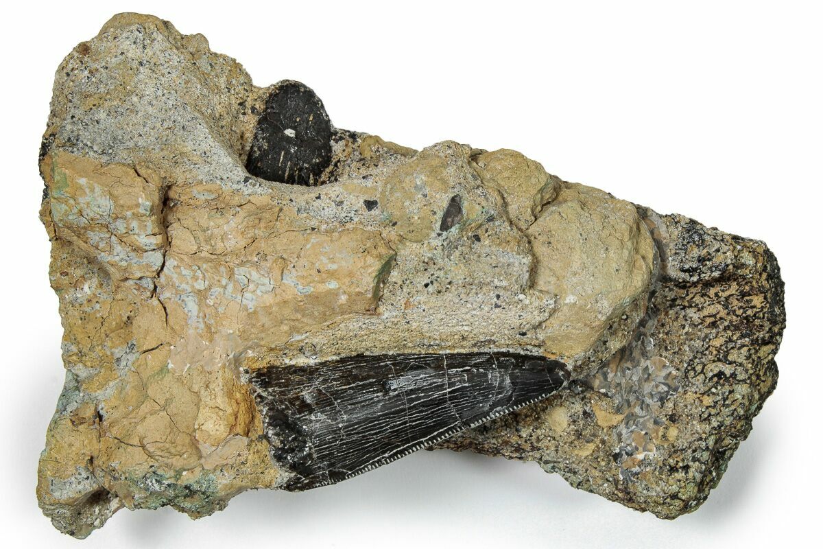 1.38" Allosaurus Tooth In Sandstone - Bone Cabin Quarry, Wyoming ...