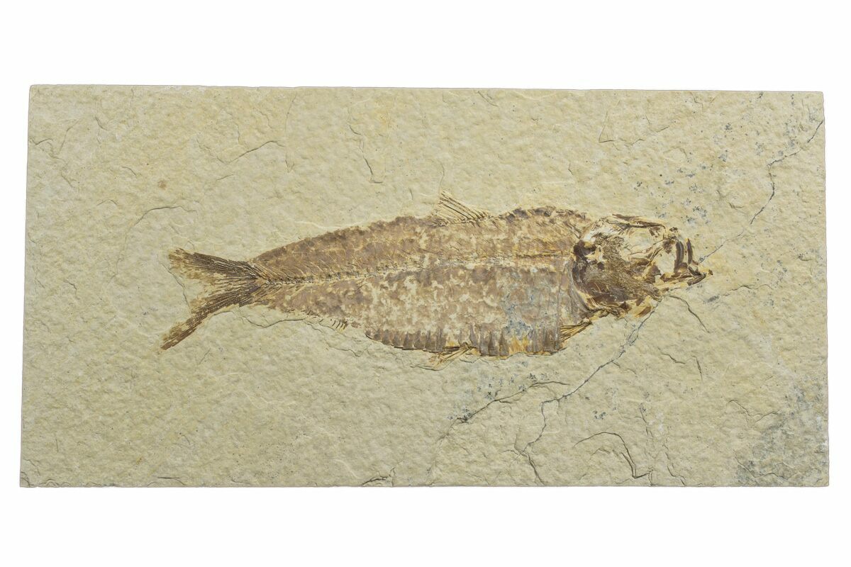 5.2" Fossil Fish (Knightia) - Wyoming (#244294) For Sale - FossilEra.com