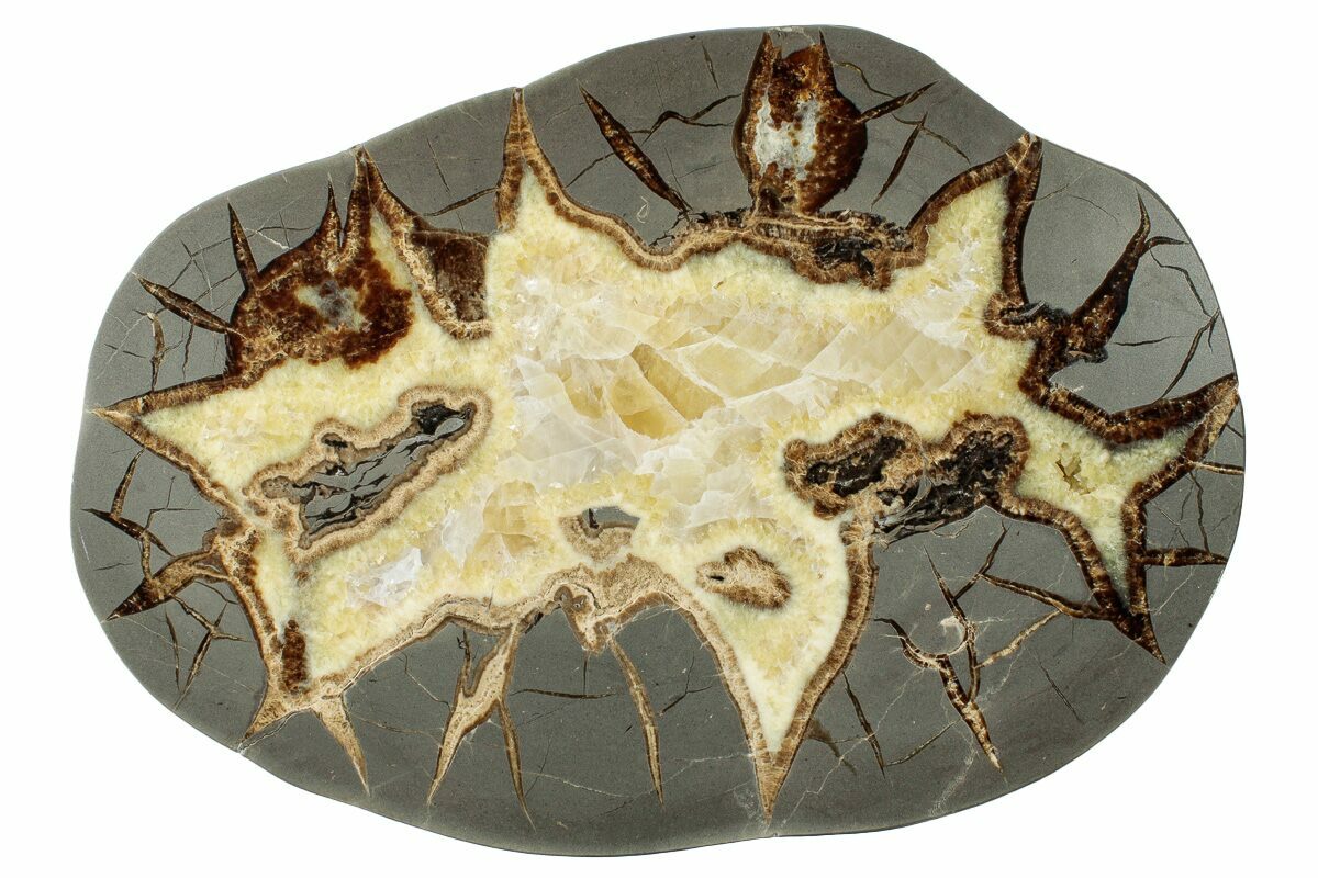 8.4" Polished Septarian Slab - Utah (#246535) For Sale - FossilEra.com