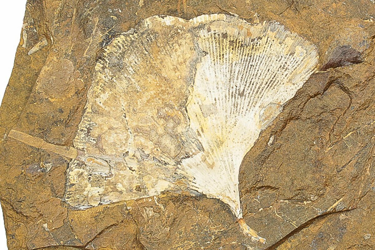 2.7" Fossil Ginkgo Leaf From North Dakota - Paleocene (#247105) For ...