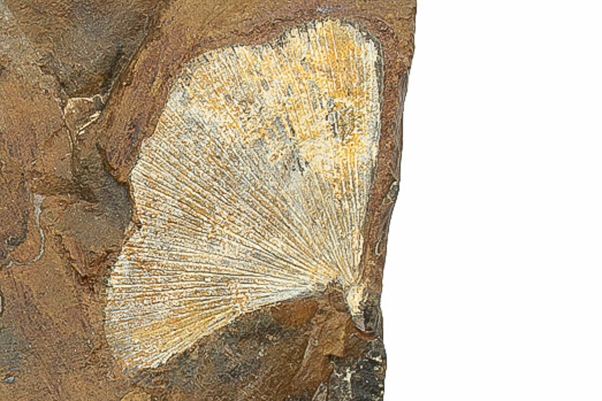 1.7" Fossil Ginkgo Leaf From North Dakota - Paleocene (#247111) For ...