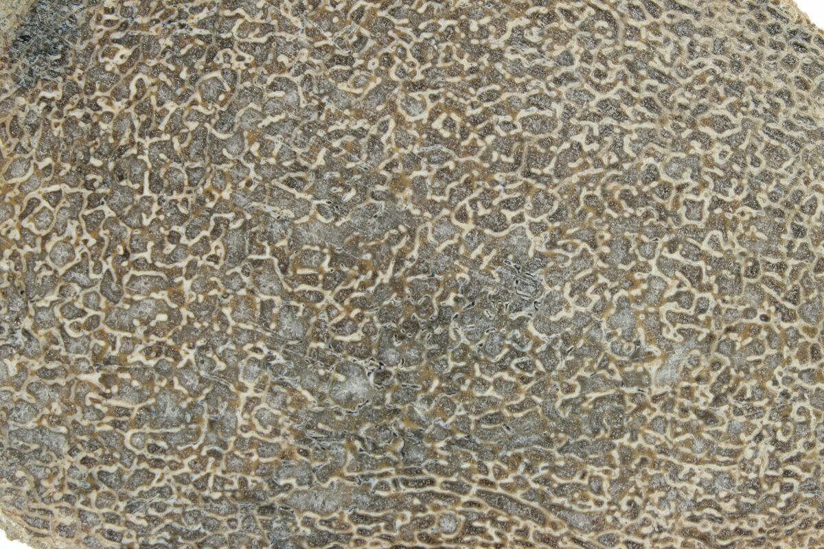 4.1" Polished Dinosaur Bone (Gembone) Slab - Morocco (#247774) For Sale ...