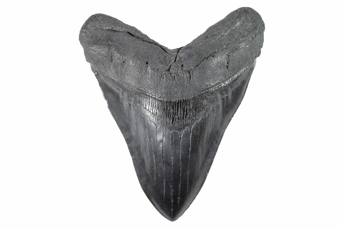 Serrated, 6.11" Fossil Megalodon Tooth - Massive River Meg (#247870 ...