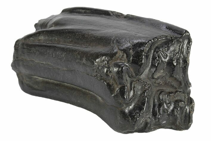 2.4" Pleistocene Aged Fossil Horse Tooth - South Carolina (#247897) For ...