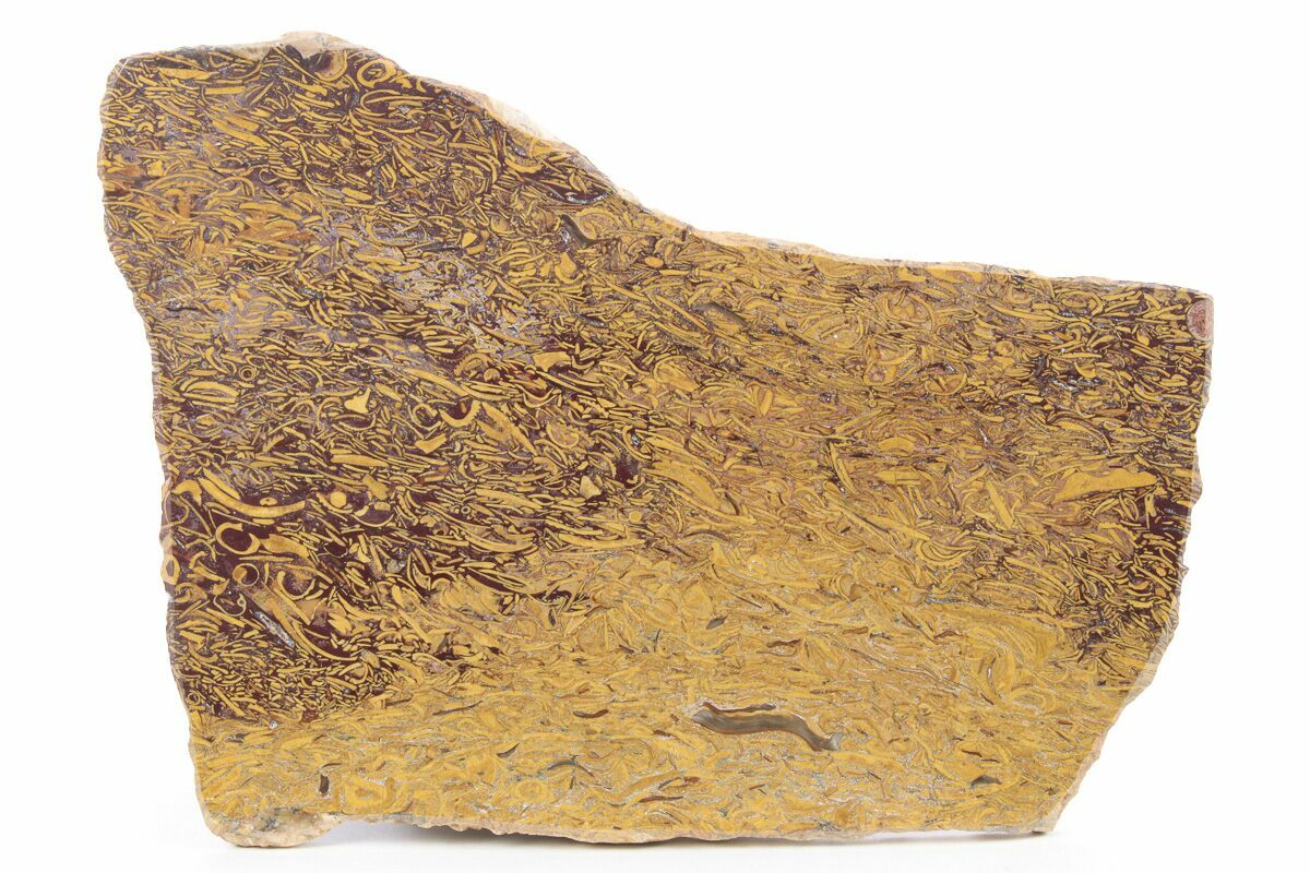 5.65" Polished Coquina (Fossil Shells) Jasper Slab - India (#248057 ...